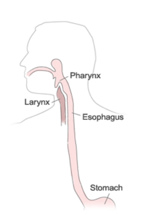 Swallowing Disorder (Dysphagia) - Gastroenterologist